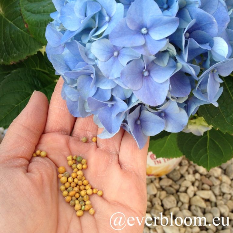 Cultivation - EverbloomEverbloom