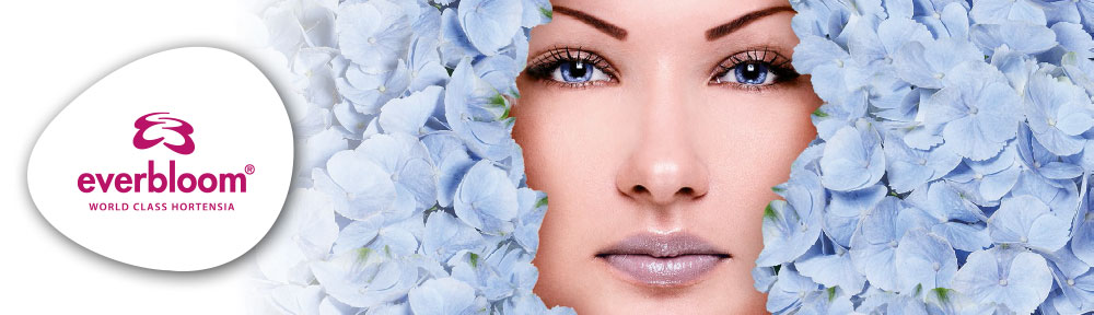 Blue wonder - EverbloomEverbloom