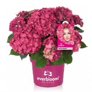 Red wonder - EverbloomEverbloom